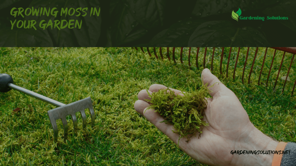 How to Grow Moss in Your Garden with Simple Steps
